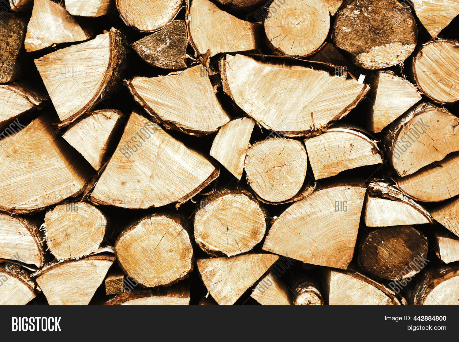 Tree Cut Cross Section Image & Photo (Free Trial) | Bigstock