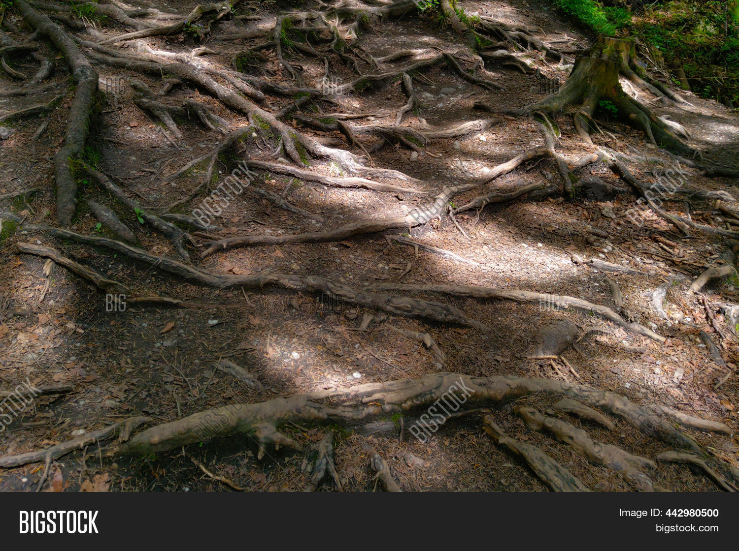 Large Roots Stick Out Image & Photo (Free Trial) | Bigstock