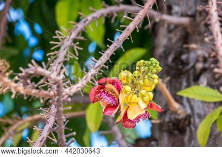 Shorea Robusta Flower Image & Photo (Free Trial) | Bigstock