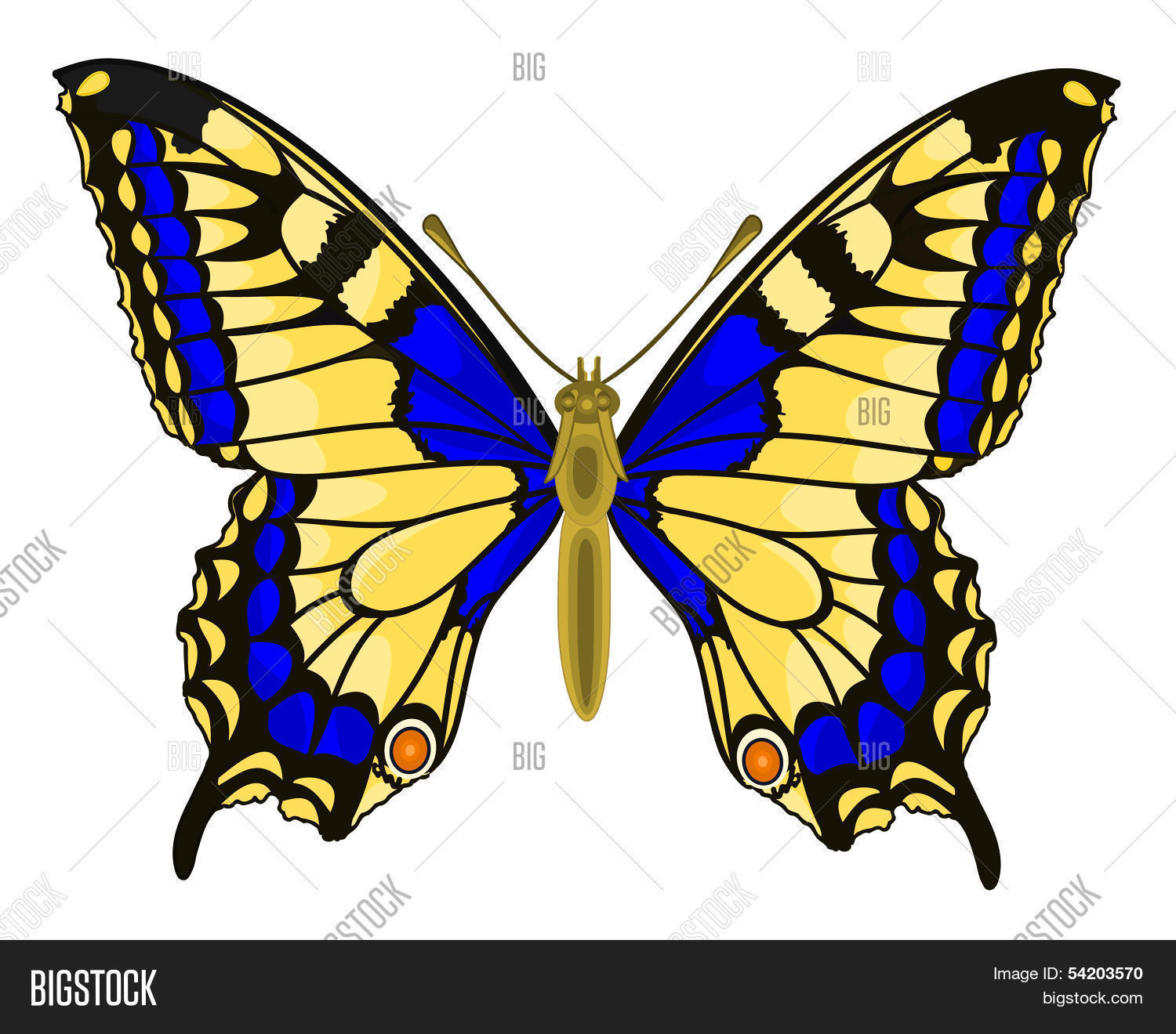 Butterfly Papilio Vector & Photo (Free Trial) | Bigstock