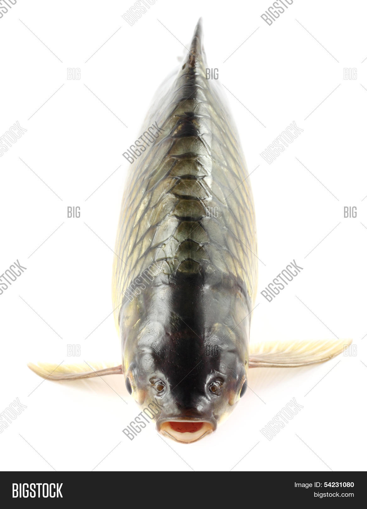 Olive Barb Image & Photo (Free Trial) | Bigstock