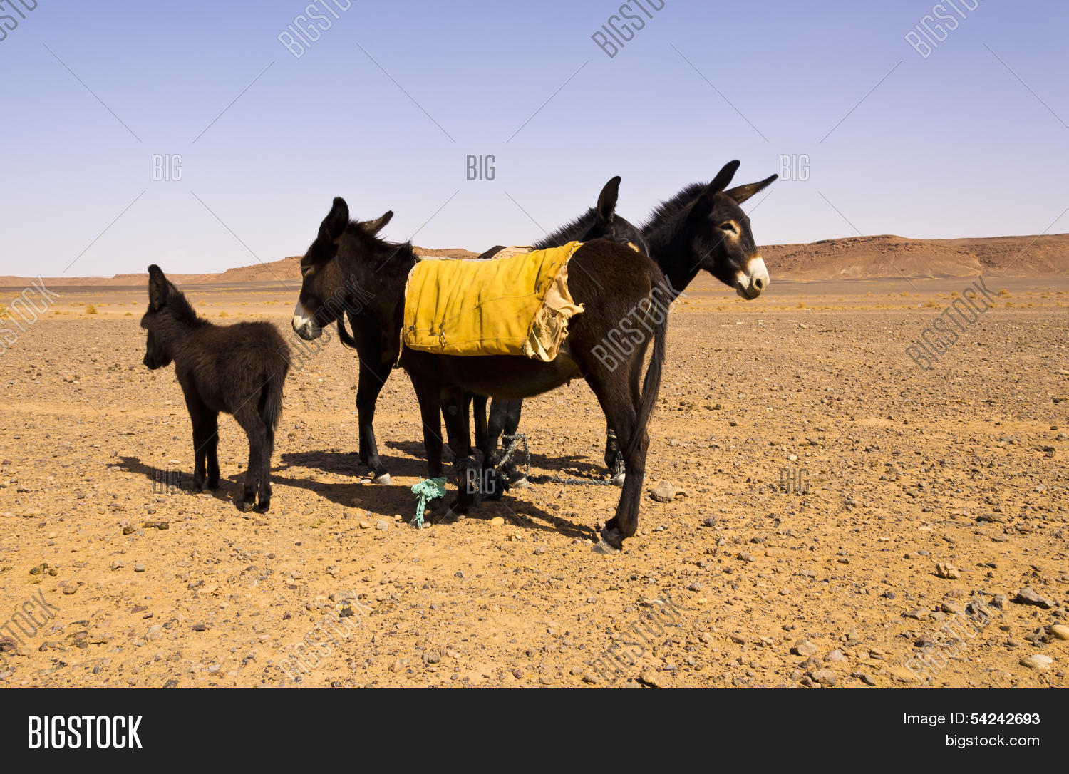 Donkeys Desert Image & Photo (Free Trial) | Bigstock
