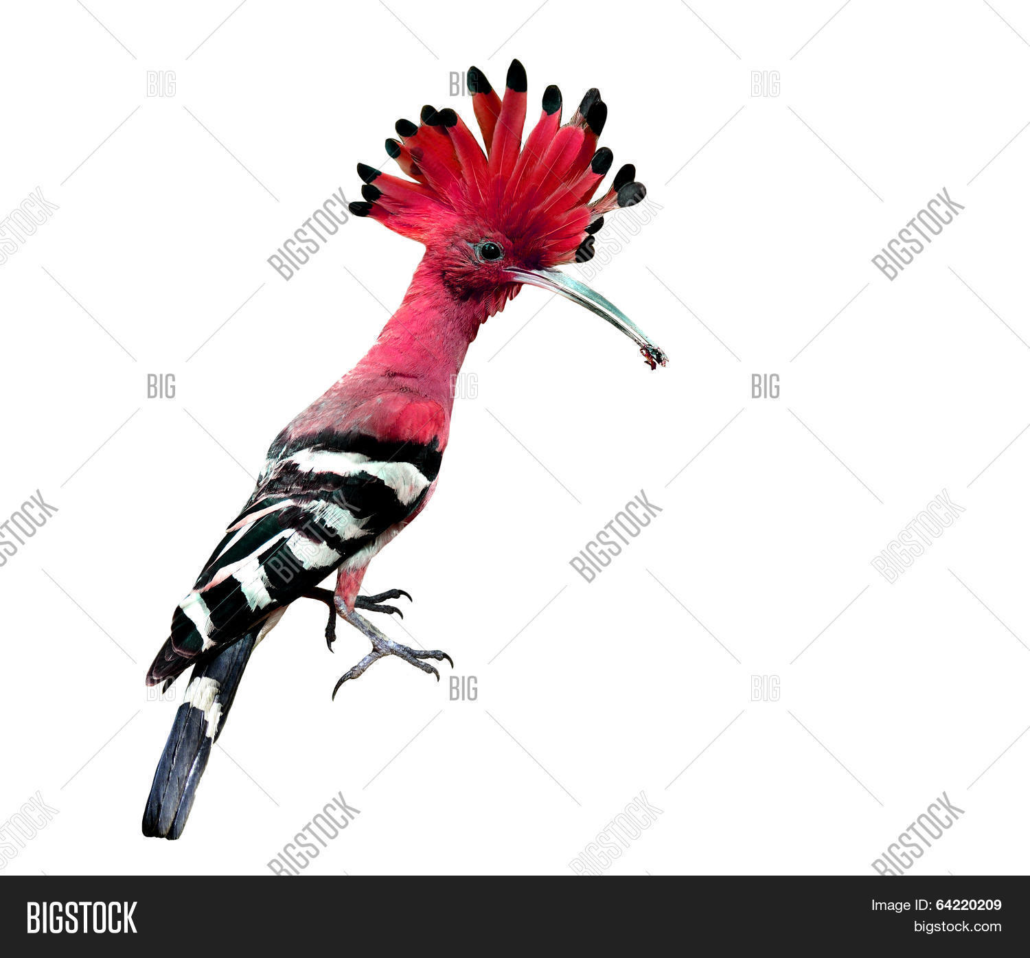 Beautiful Red Crested Image & Photo (Free Trial) | Bigstock