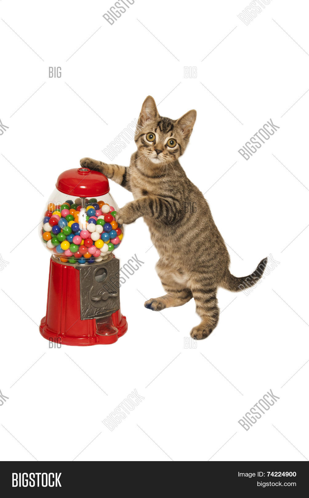 Kitten Gumball Machine Image & Photo (Free Trial) | Bigstock