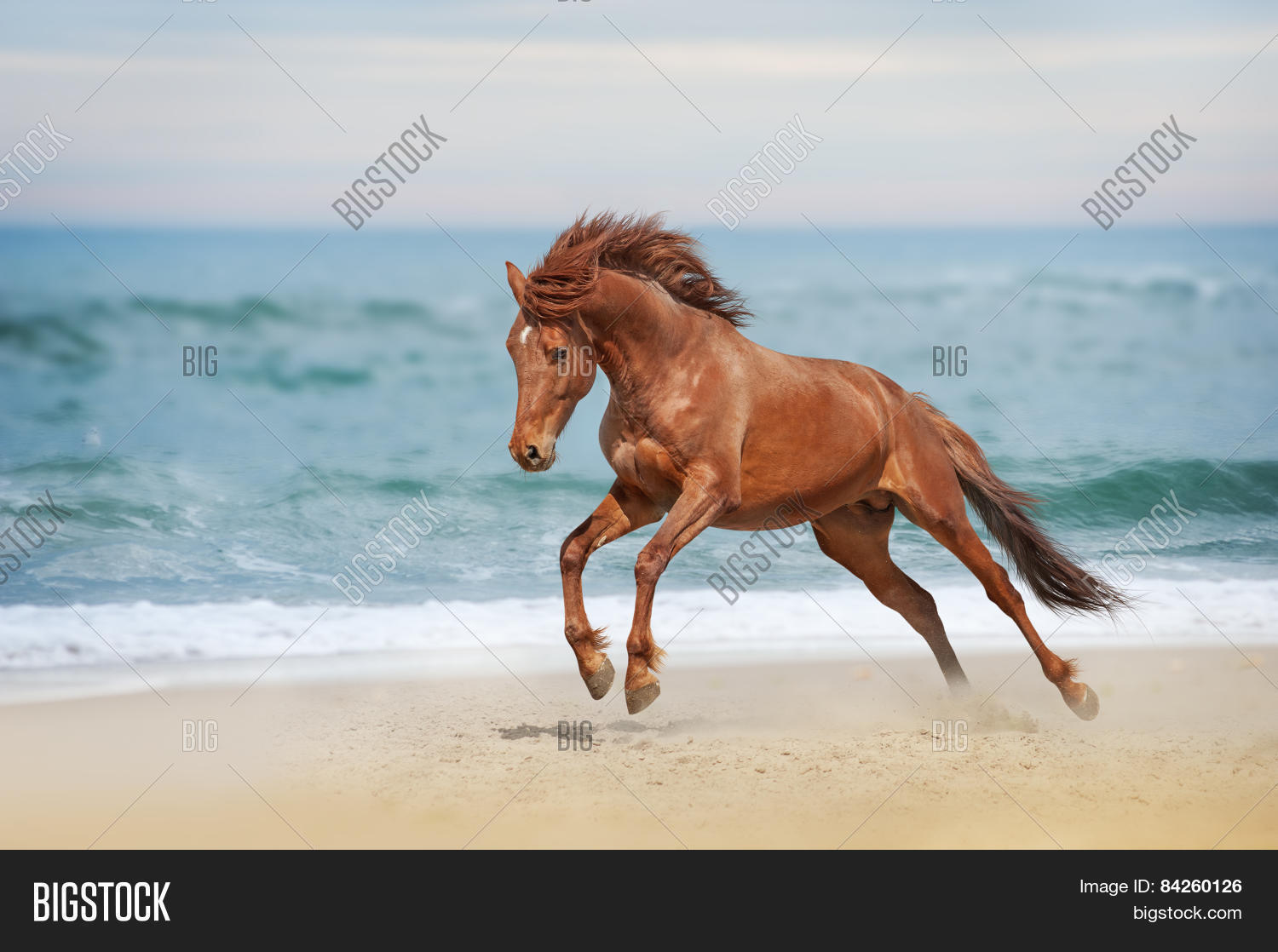 Beautiful Red Horse Image & Photo (Free Trial) | Bigstock