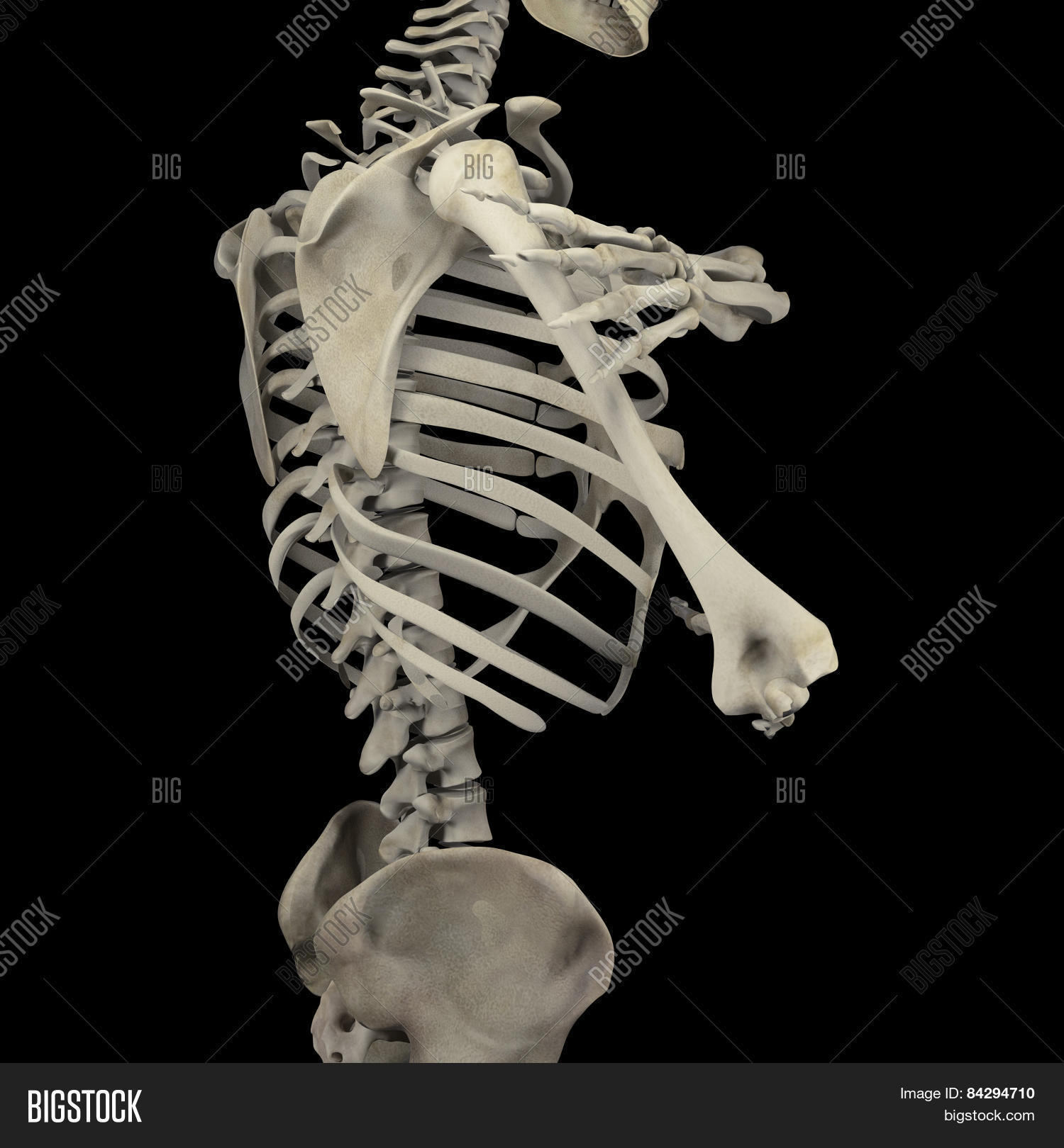 Human Skeleton Image & Photo (Free Trial) | Bigstock