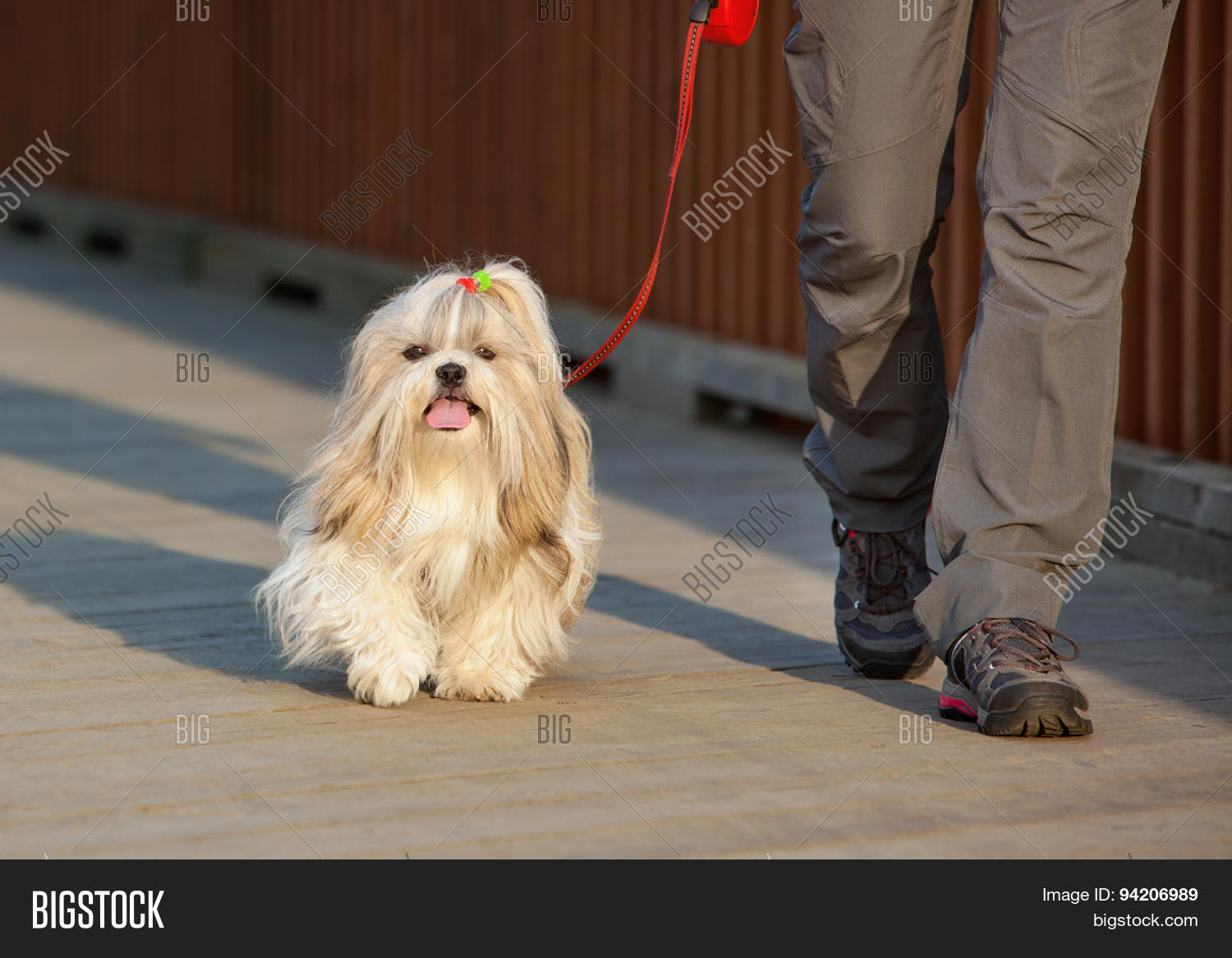 Shih-tzu Dog Walking Image & Photo (Free Trial) | Bigstock