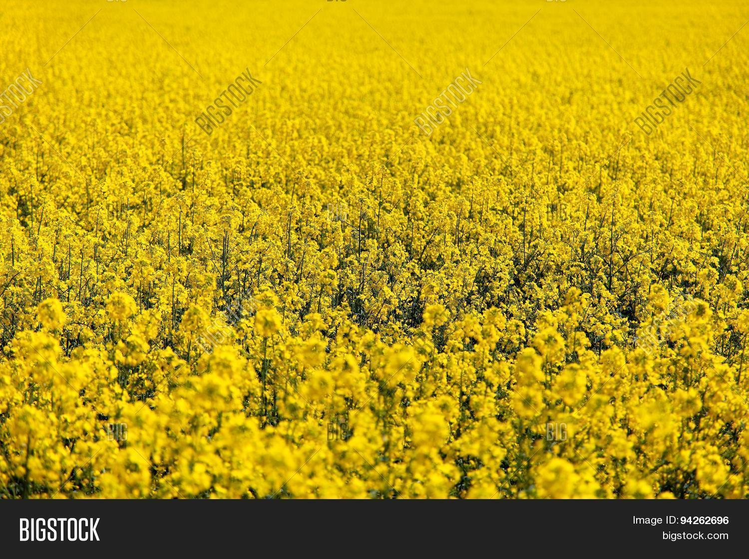 Field Rapeseed Image & Photo (Free Trial) | Bigstock