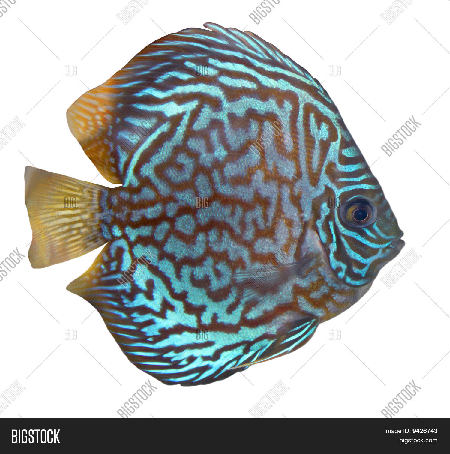 Blue Turquoise Discus Image & Photo (Free Trial) | Bigstock
