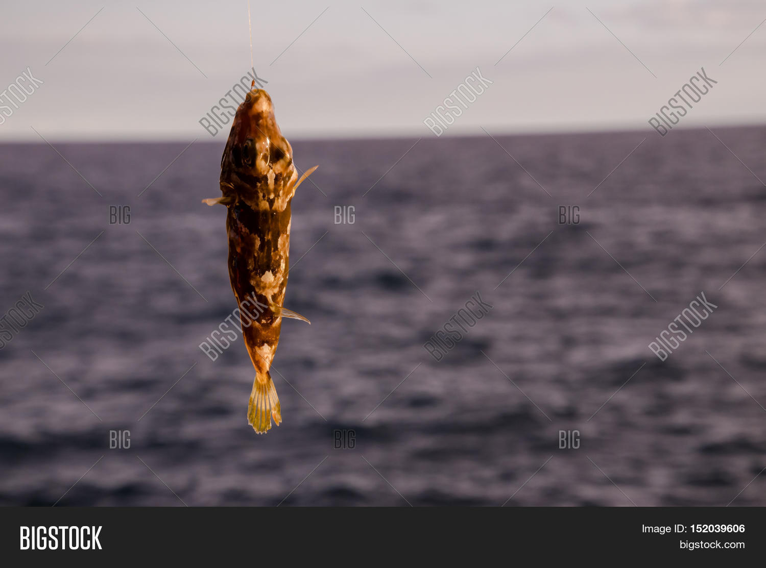 One Sea Fish Hooked Image & Photo (Free Trial) | Bigstock