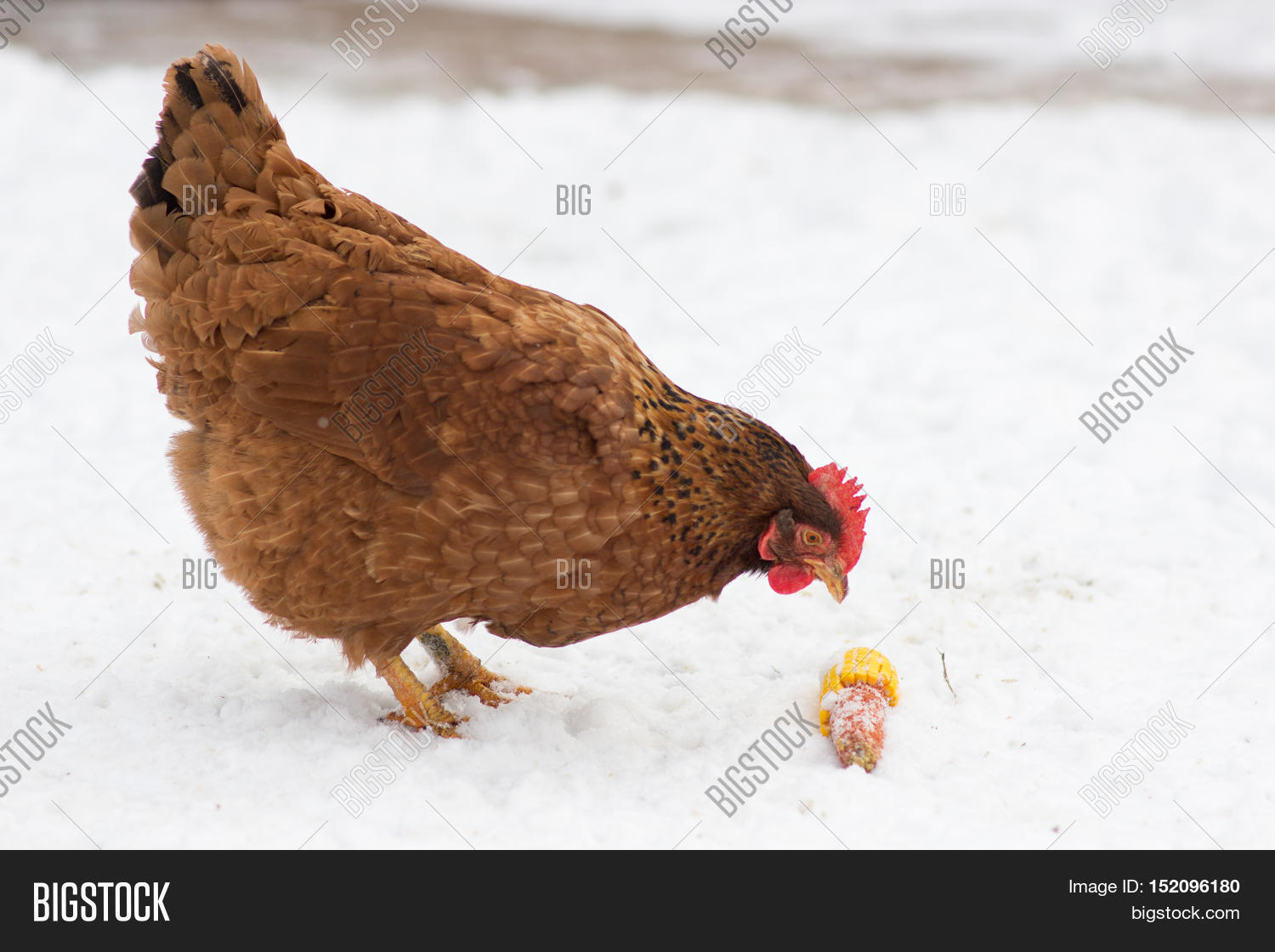 Chicken Eating Corn On Image & Photo (Free Trial) | Bigstock