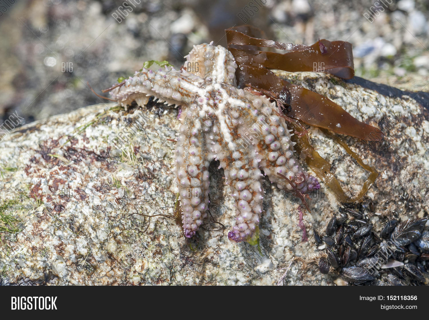 Starfish On Rock Image & Photo (Free Trial) | Bigstock