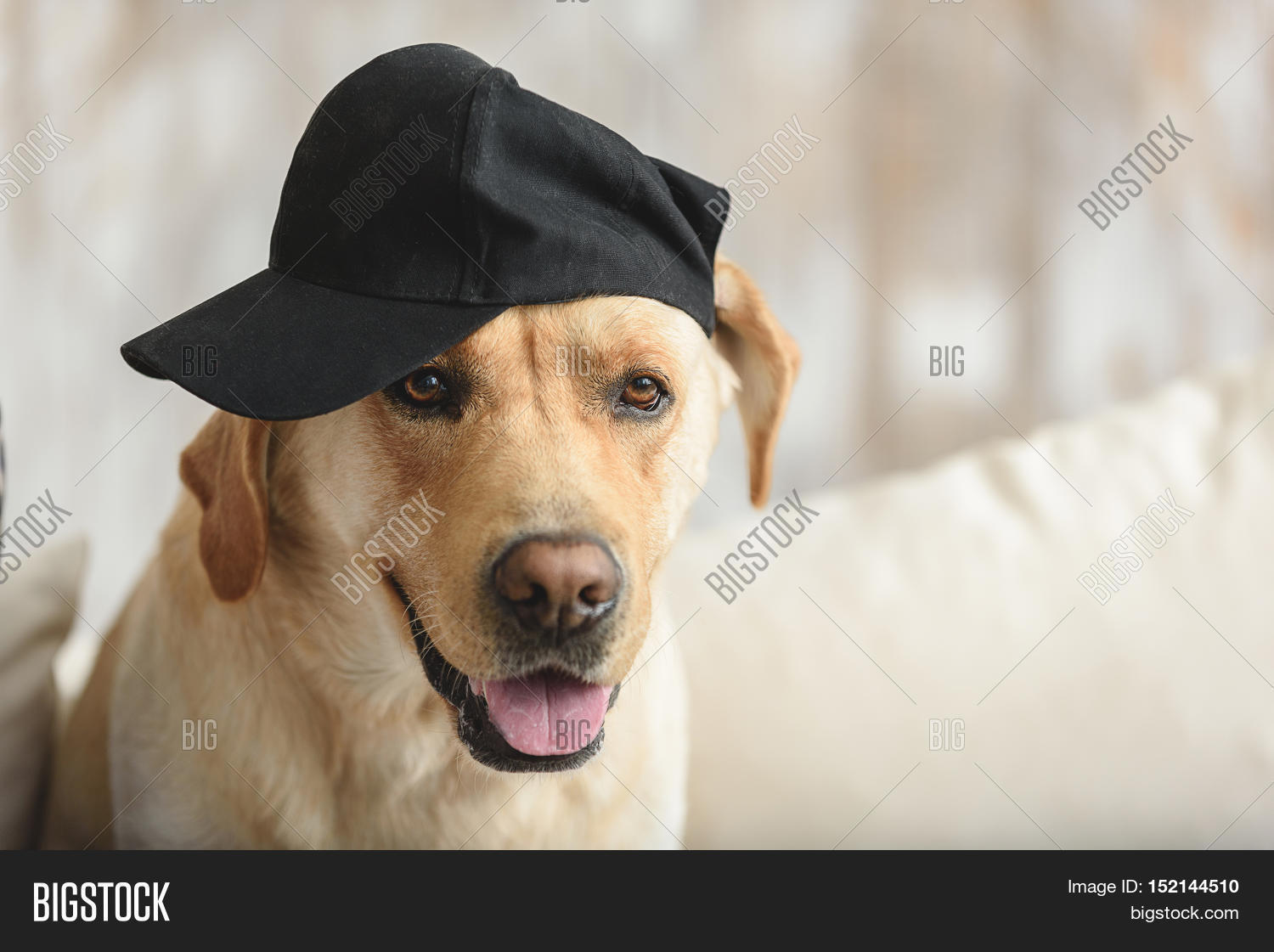 Gangsta Dog Baseball Image & Photo (Free Trial) | Bigstock