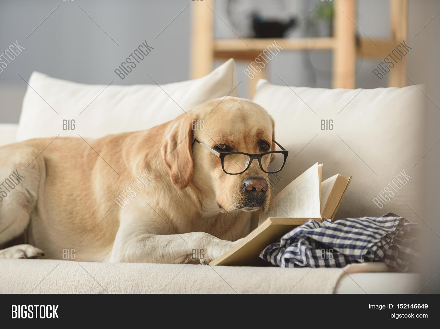 Smart Looking Dog Image & Photo (Free Trial) | Bigstock
