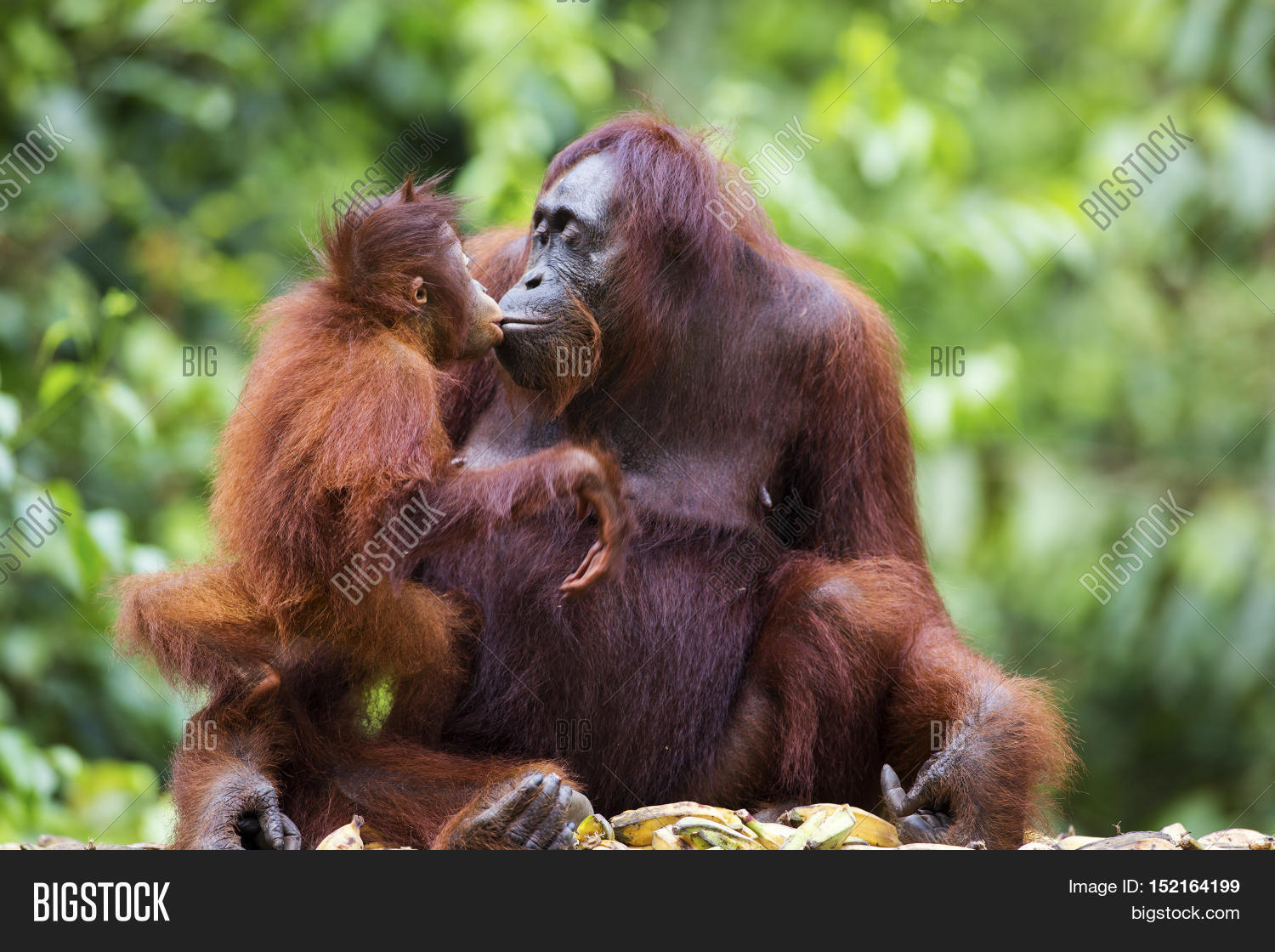 Female Orang-utan Image & Photo (Free Trial) | Bigstock