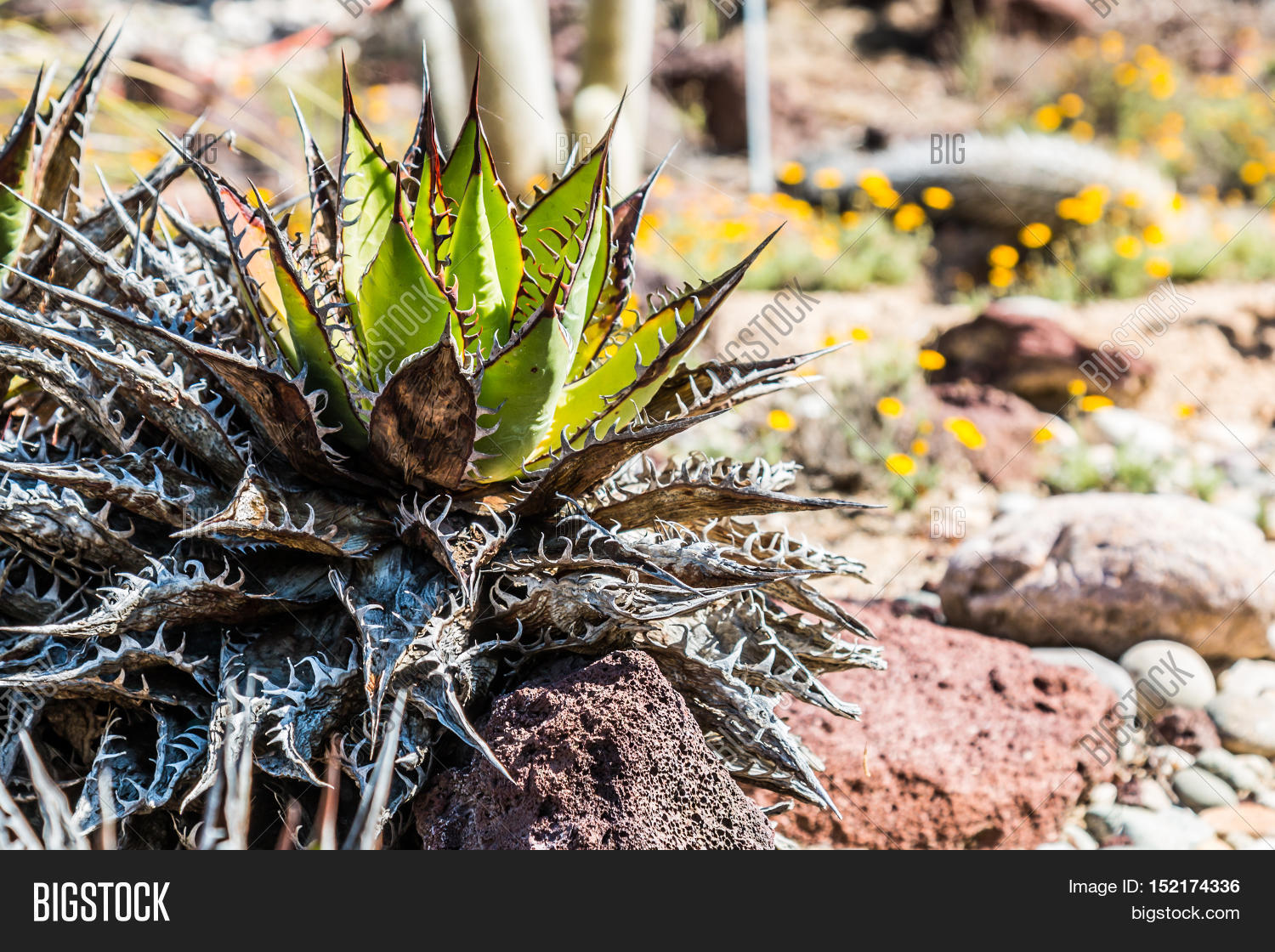 Shaw's Agave Agave Image & Photo (Free Trial) | Bigstock