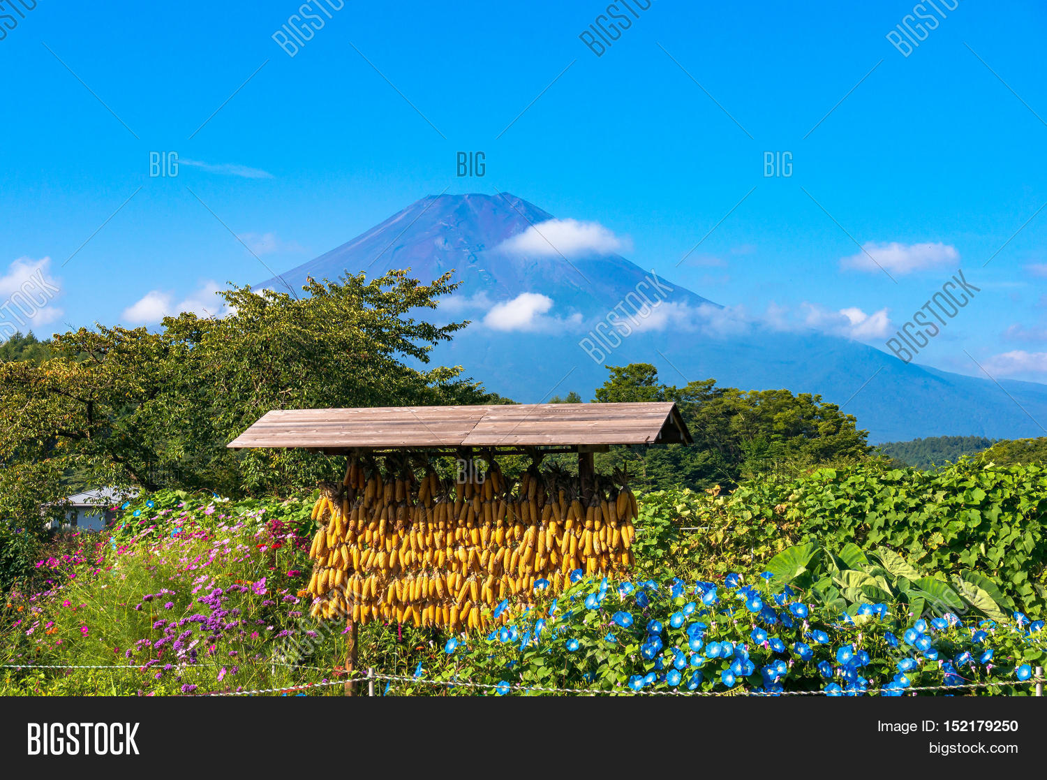 Corn Drying Rack Mount Image & Photo (Free Trial) | Bigstock