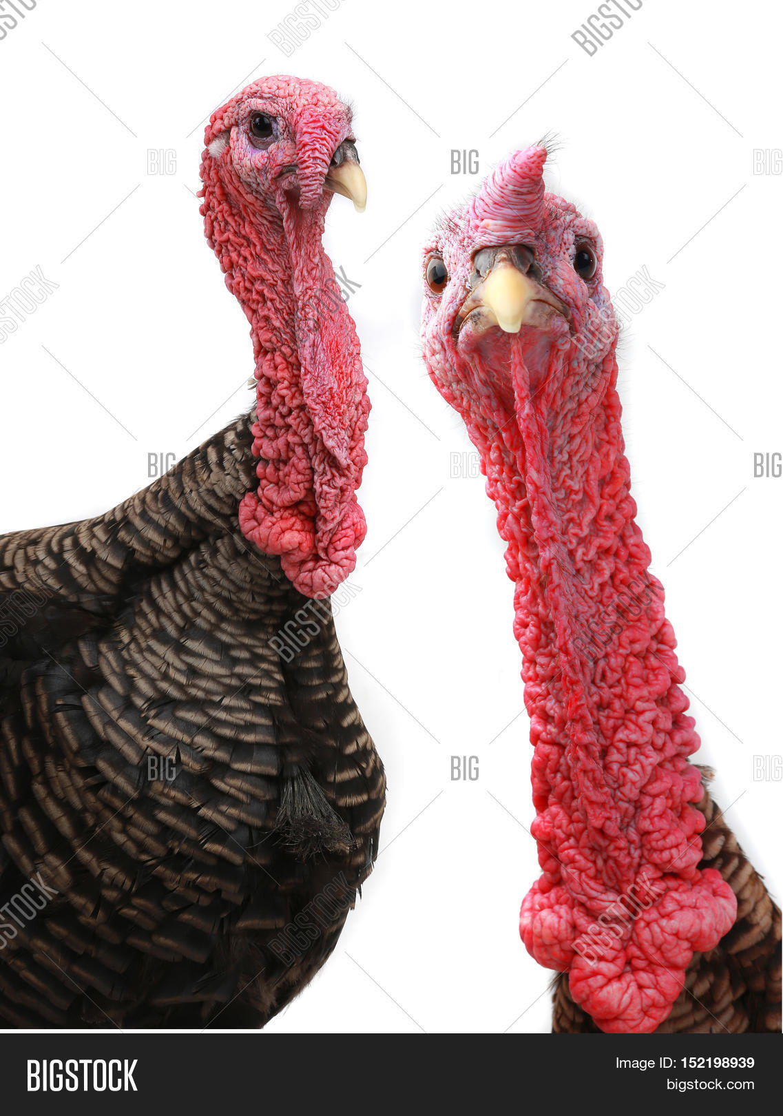 Portrait Two Turkeys Image & Photo (Free Trial) | Bigstock