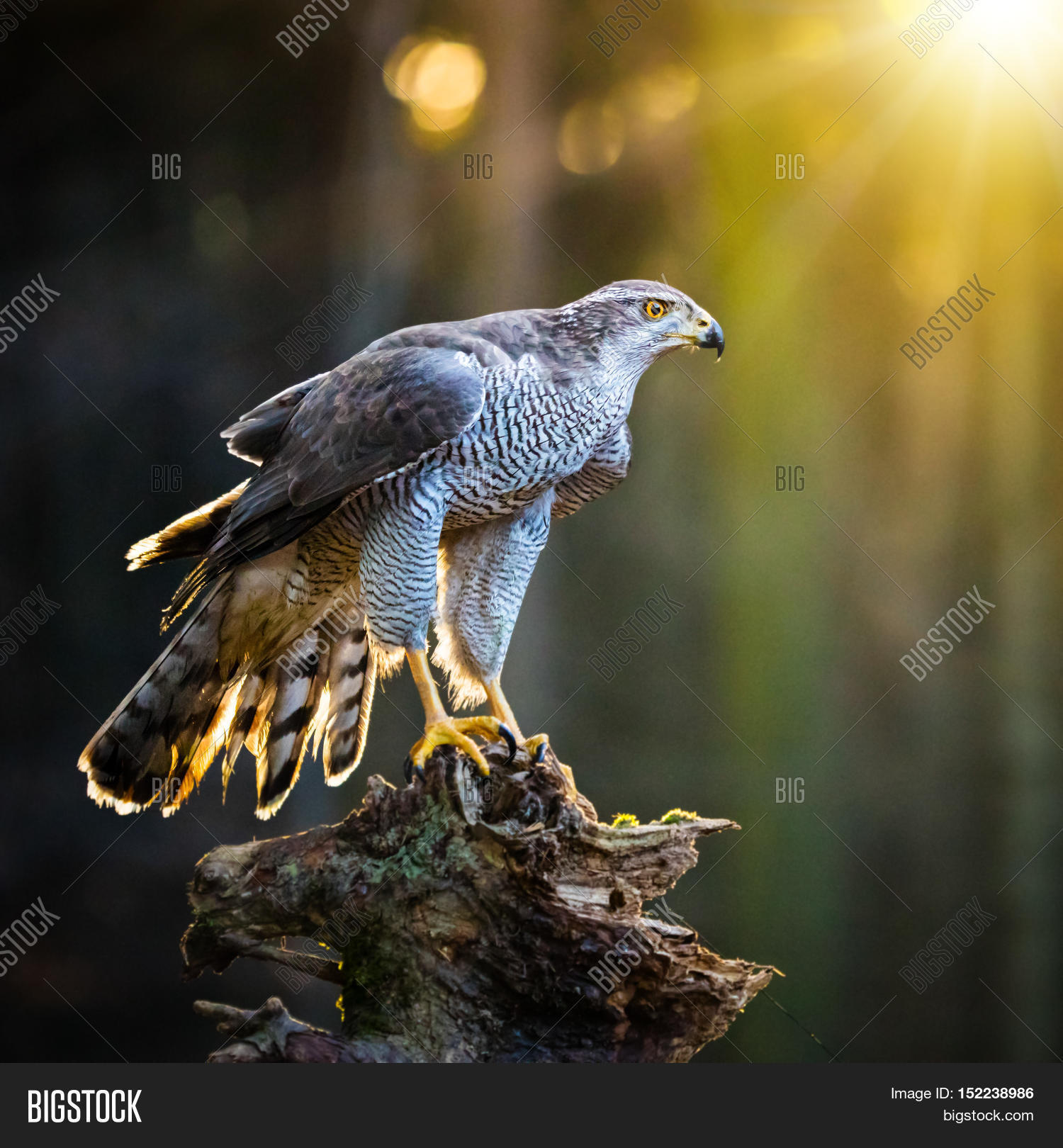 Goshawk Sitting On Image & Photo (Free Trial) | Bigstock