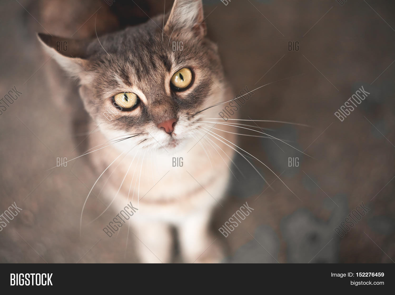 Cute Cat Walking City Image & Photo (Free Trial) | Bigstock
