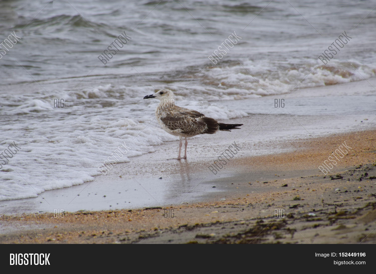 Common Gulls On Beach Image & Photo (Free Trial) | Bigstock