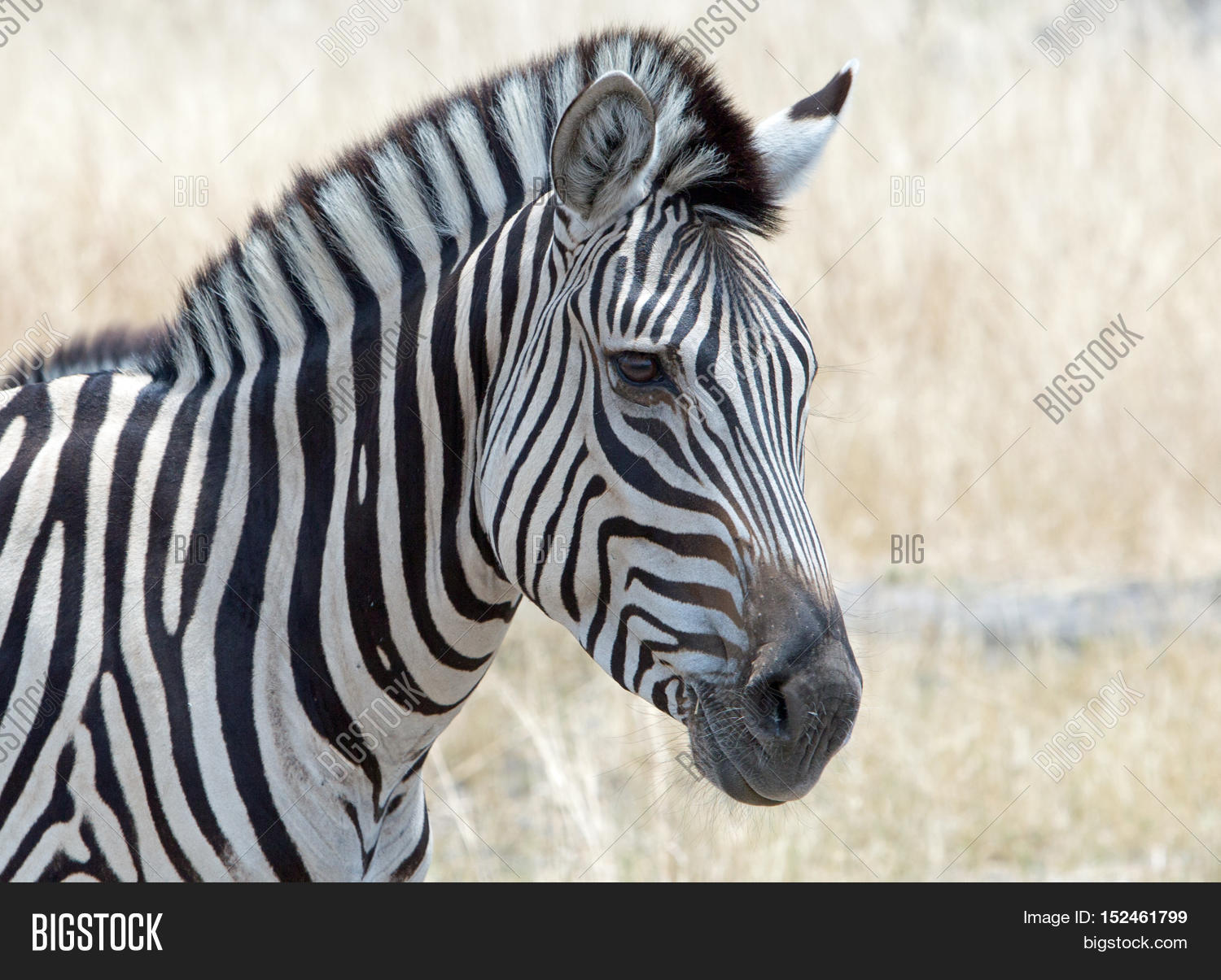 Close Zebra Head Mane Image & Photo (Free Trial) | Bigstock