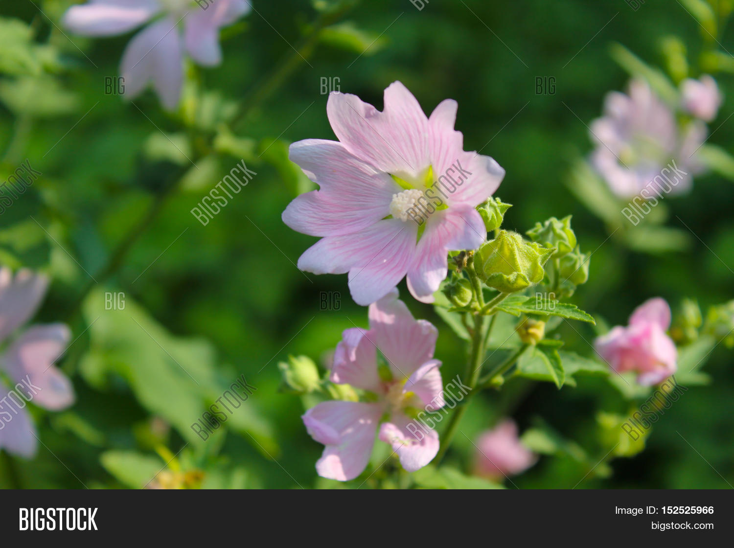 Wild Pink Mallow On Image & Photo (Free Trial) | Bigstock