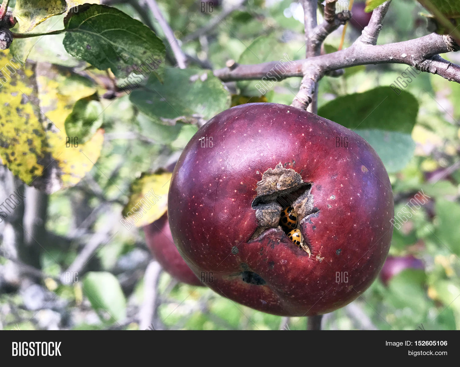 Bug Infested Apple Image & Photo (Free Trial) | Bigstock