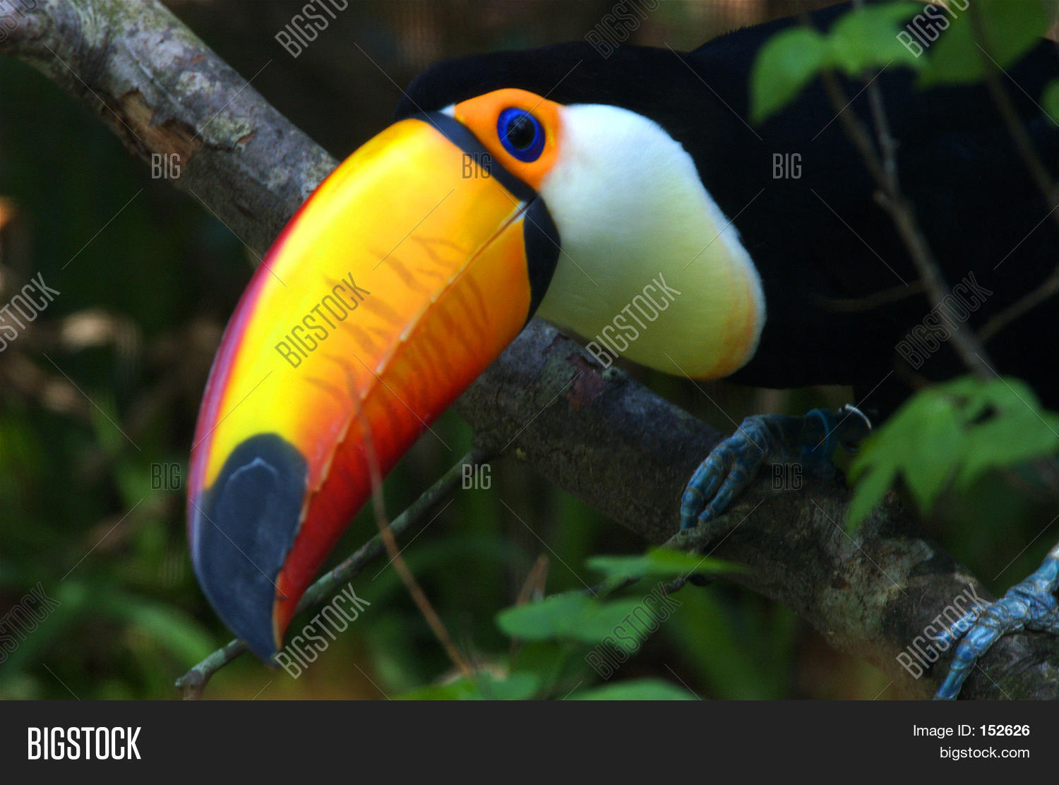 Toucan Image & Photo (Free Trial) | Bigstock