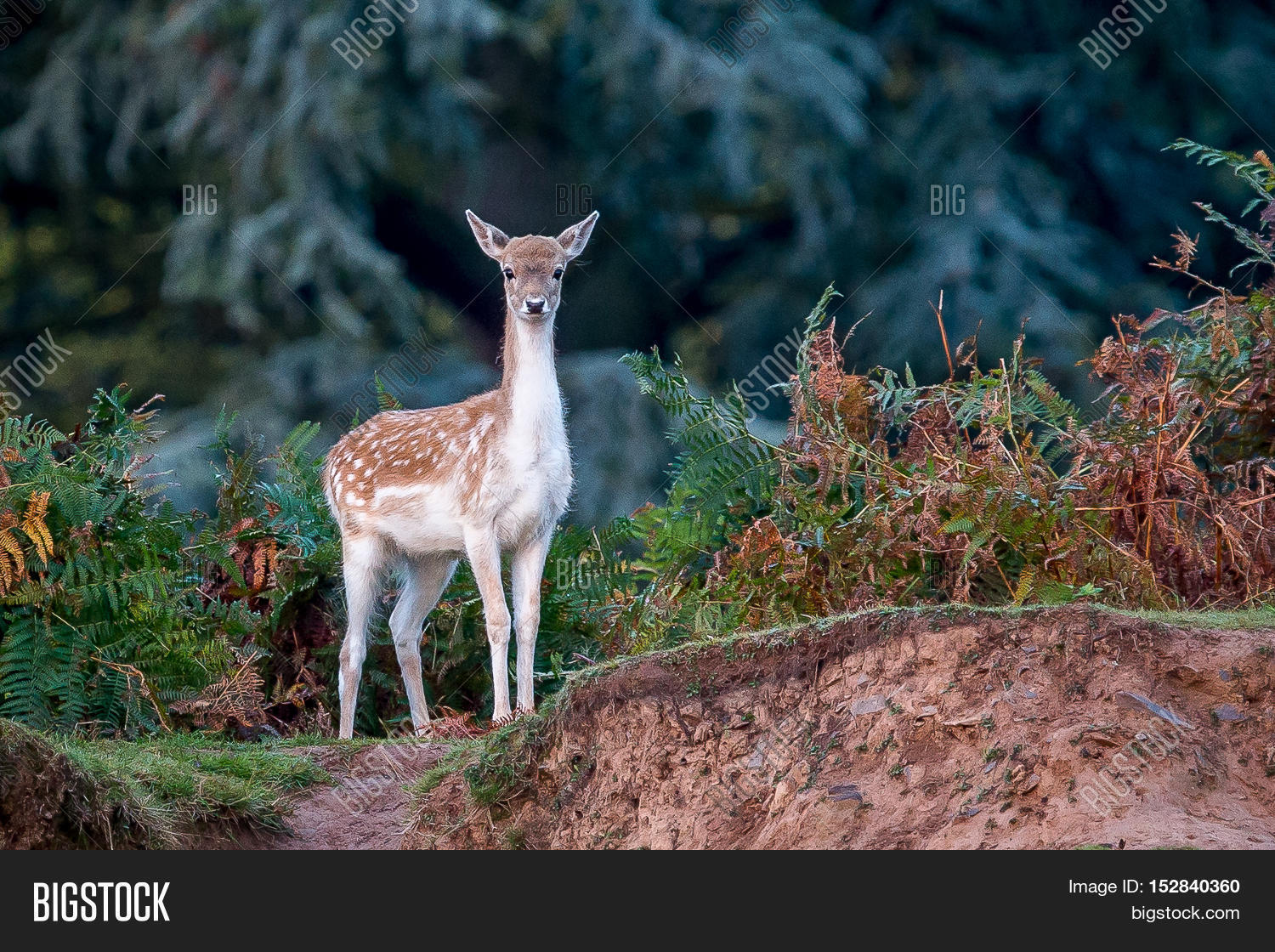 Fallow Deer Doe Image & Photo (Free Trial) | Bigstock