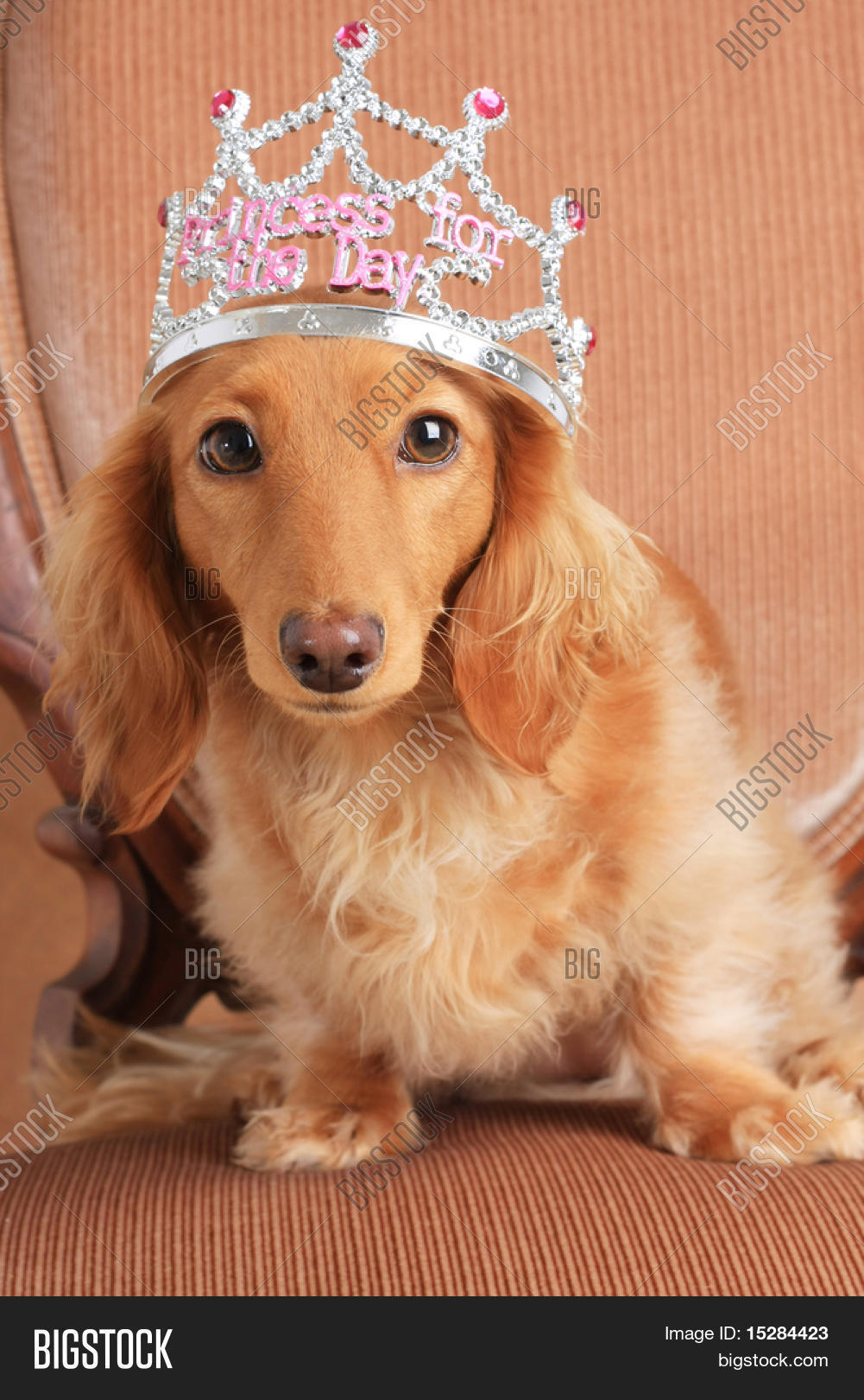 Cute Dachshund Wearing Image & Photo (Free Trial) | Bigstock