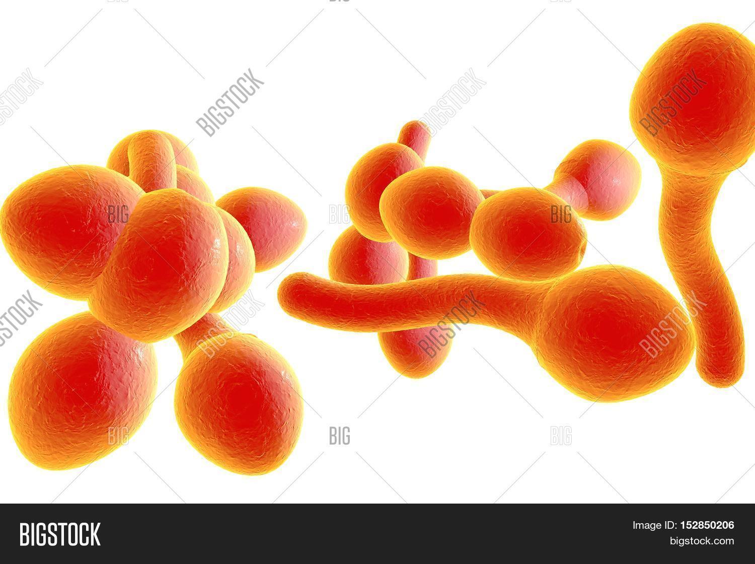 3D Illustration Fungi Image & Photo (Free Trial) | Bigstock