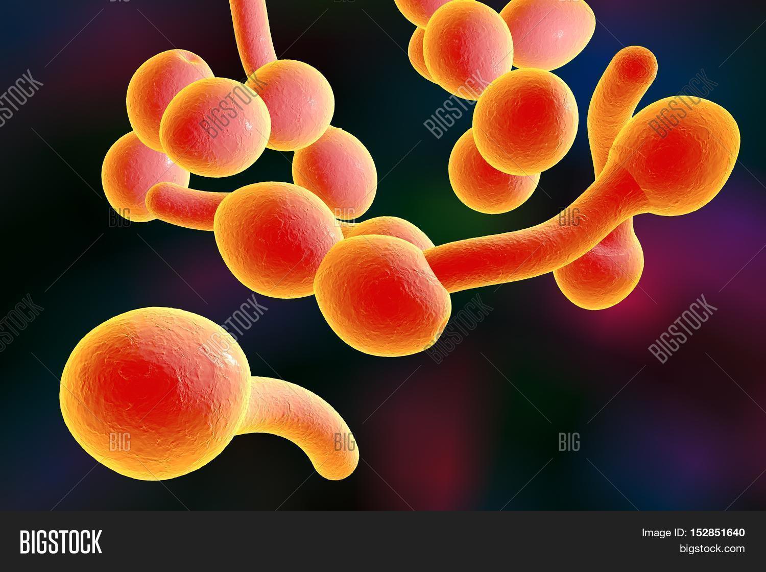 3D Illustration Fungi Image & Photo (Free Trial) | Bigstock