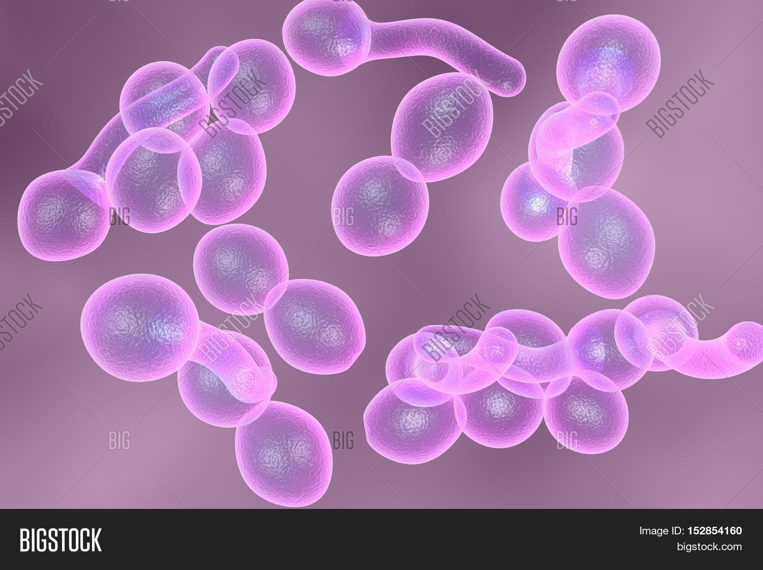 3D Illustration Fungi Image & Photo (Free Trial) | Bigstock