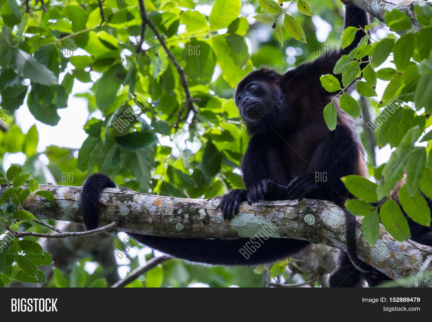 Mantled Howler Monkey Image & Photo (Free Trial) | Bigstock