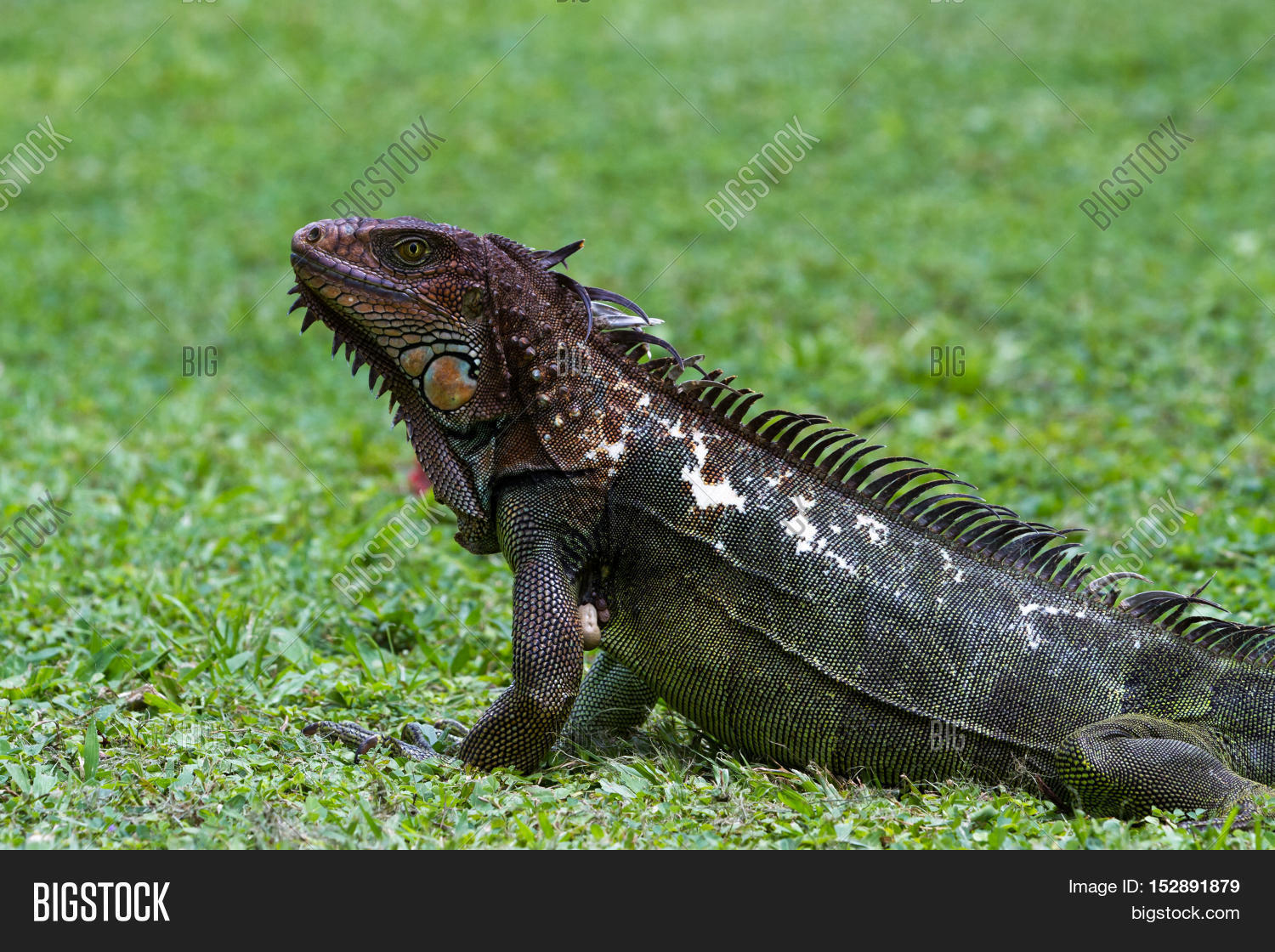 Spiny Tail Iguana - Image & Photo (Free Trial) | Bigstock