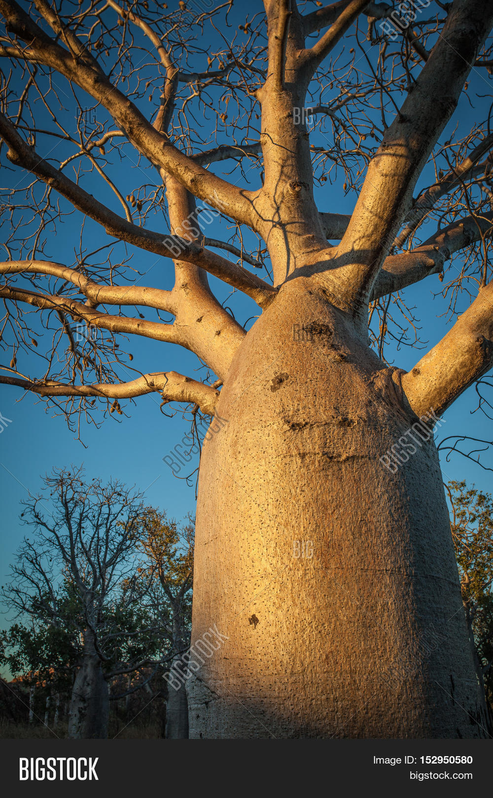 Boab Tree Iconic Image & Photo (Free Trial) | Bigstock