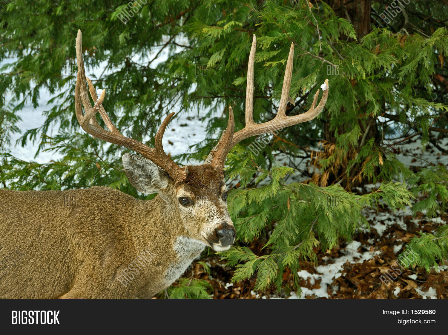 10 Point Buck Mule Image & Photo (Free Trial) | Bigstock