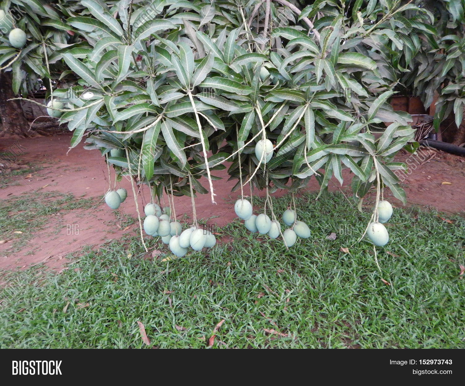 Mangoes On Mango Tree Image & Photo (Free Trial) | Bigstock