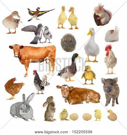 Farm Animals On White Image & Photo (Free Trial) | Bigstock
