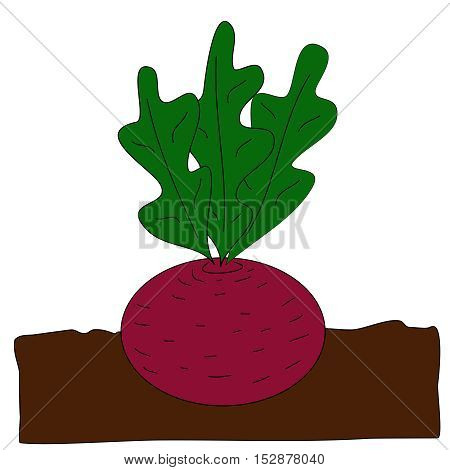 Beet Grow Underground Vector & Photo (Free Trial) | Bigstock