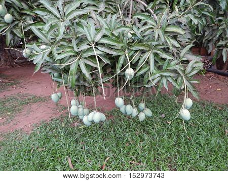 Mangoes On Mango Tree Image & Photo (Free Trial) | Bigstock