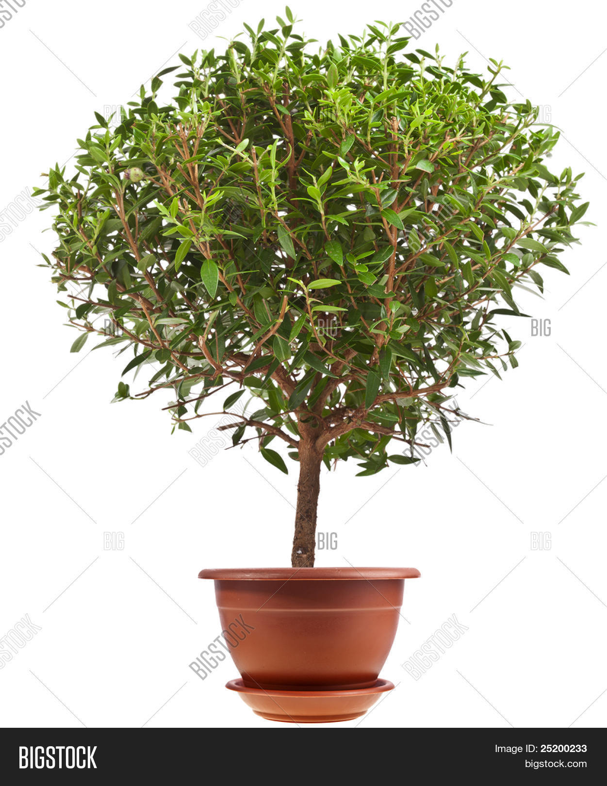 Imagen y foto Arrayán En Una (prueba gratis) | Bigstock