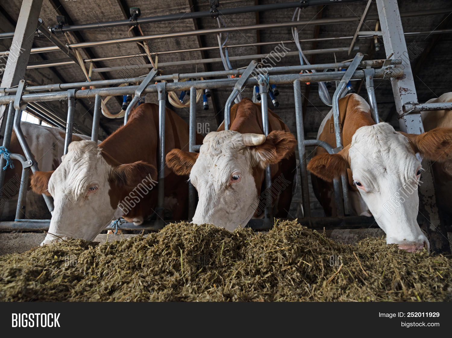 Cows On Farm Eating Image & Photo (Free Trial) | Bigstock