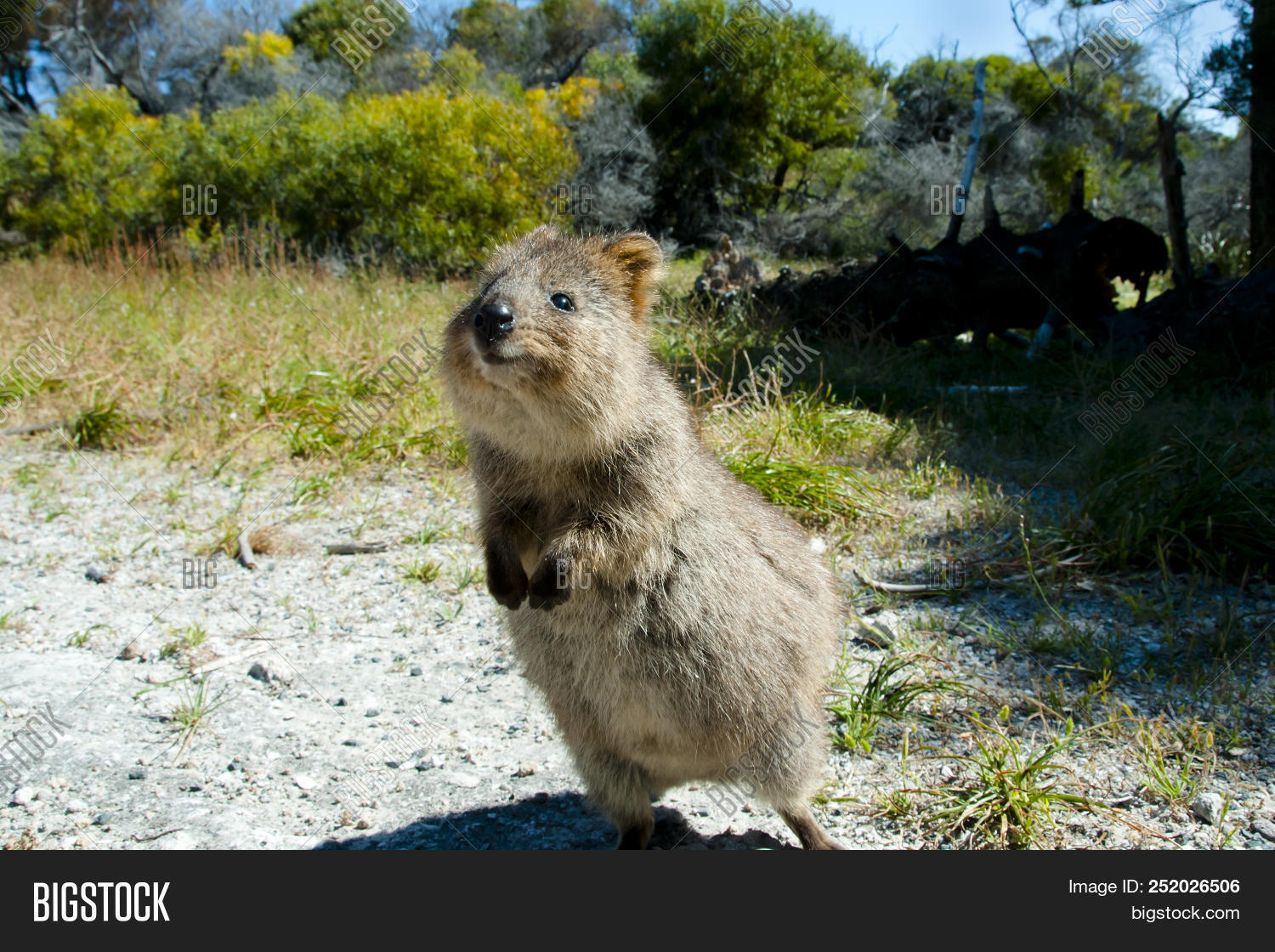 Quokka - Rottnest Image & Photo (Free Trial) | Bigstock