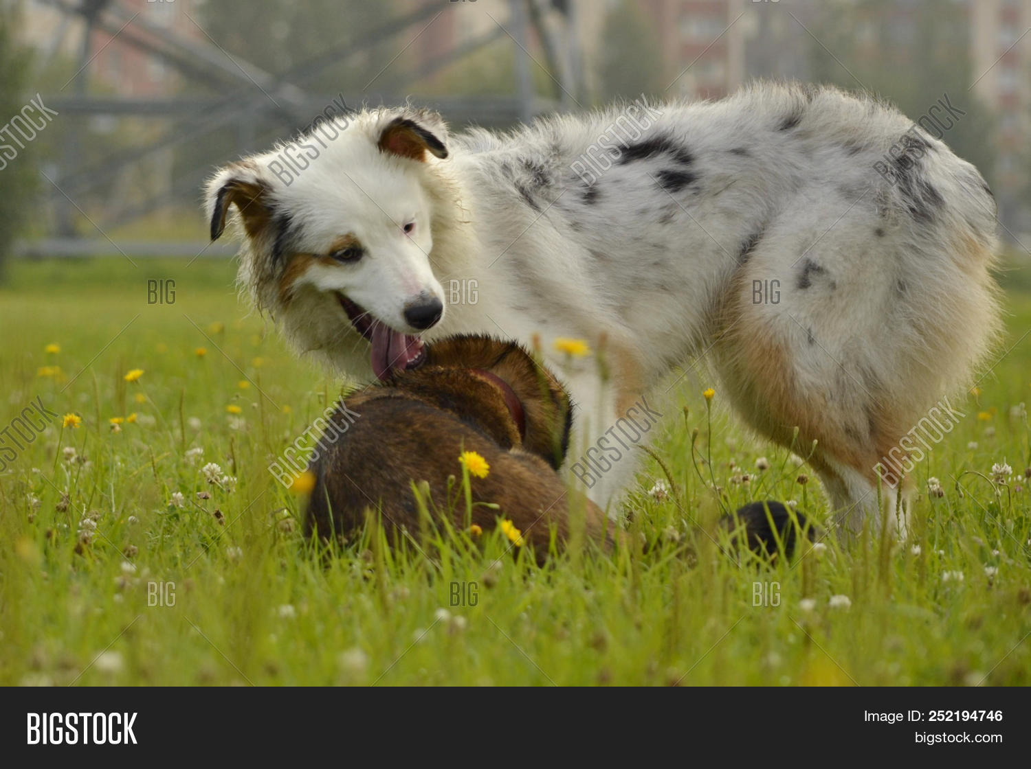 Dogs Play Each Other. Image & Photo (Free Trial) | Bigstock