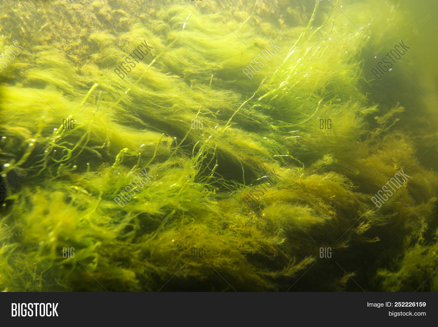 Underwater Part Rock Image & Photo (Free Trial) | Bigstock