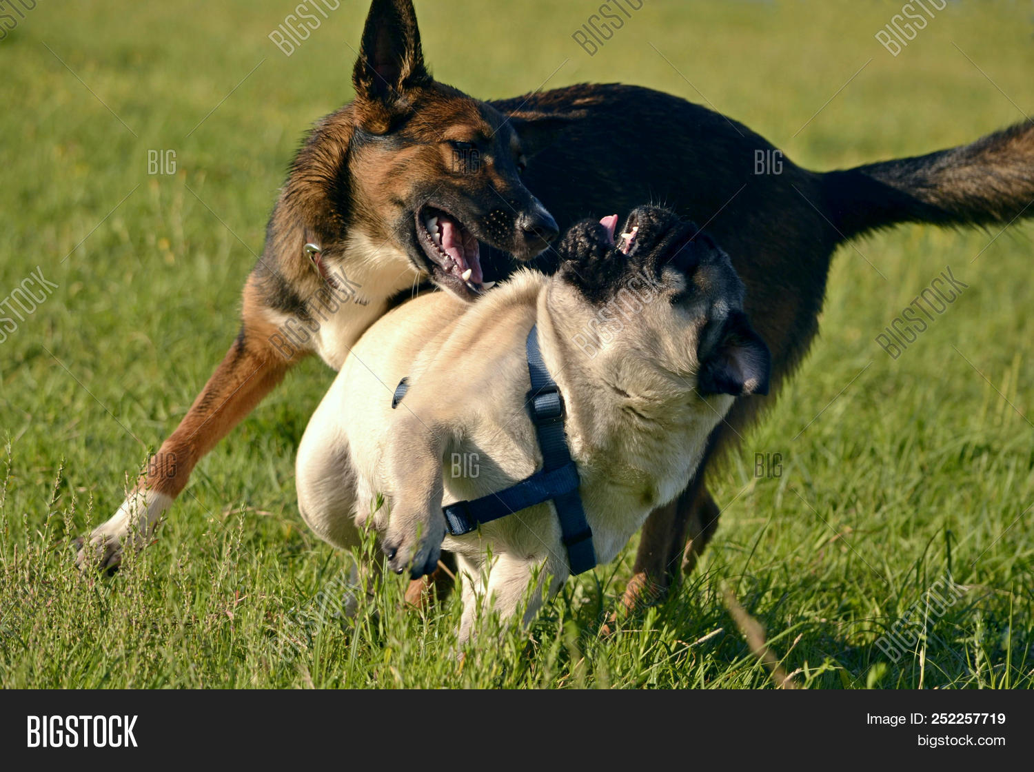 What Is Aggressive Dog Play