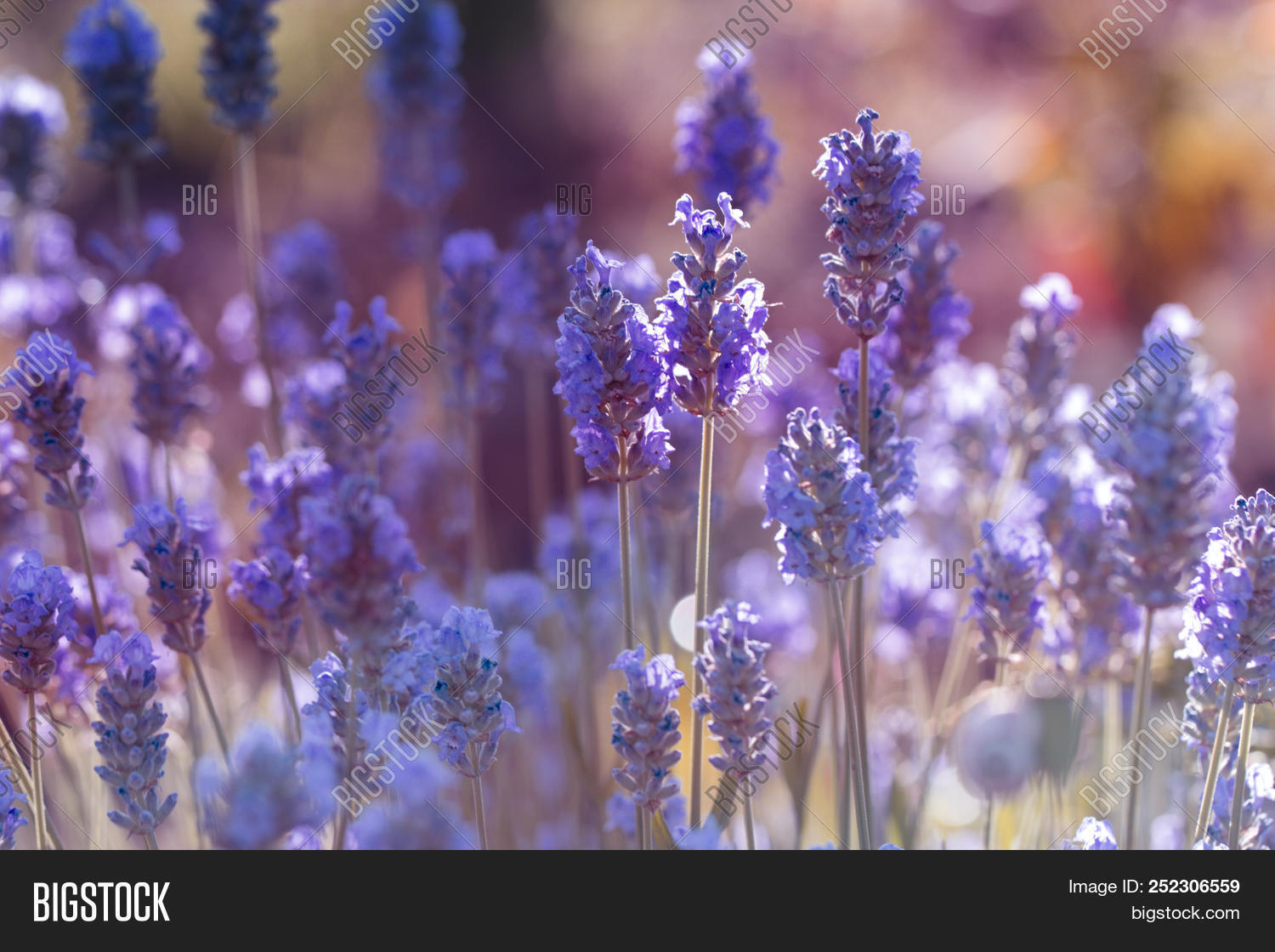 Beautiful Violet Image & Photo (Free Trial) | Bigstock