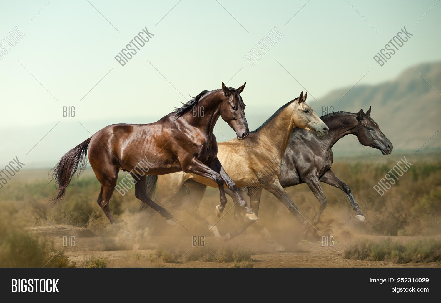 Three Beautiful Horses Image & Photo (Free Trial) | Bigstock